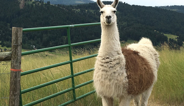 Unconventional Guardians: Surprising Animals Used for Home Security ...